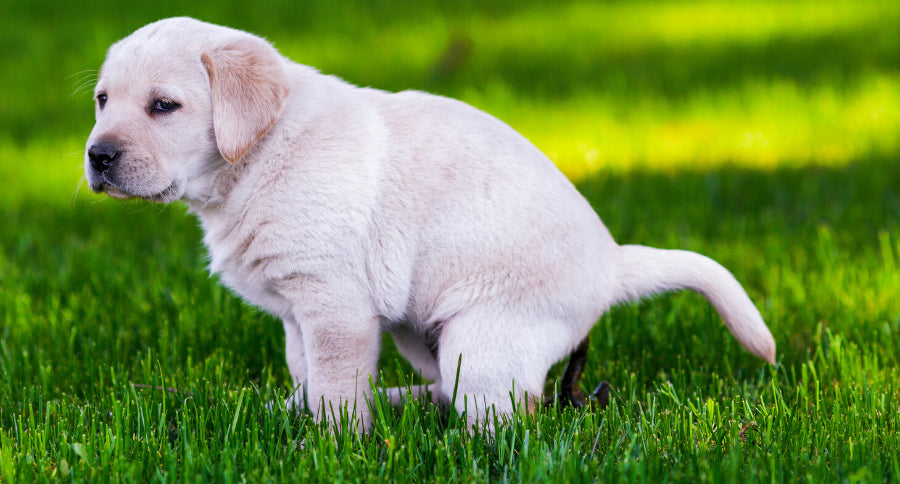 Diarrhea in Dogs: Causes, Symptoms, and Expert Tips for Quick Relief ...